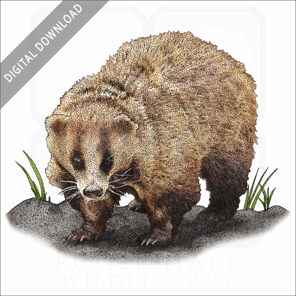 Stock Art Drawing of a European Badger – inkart