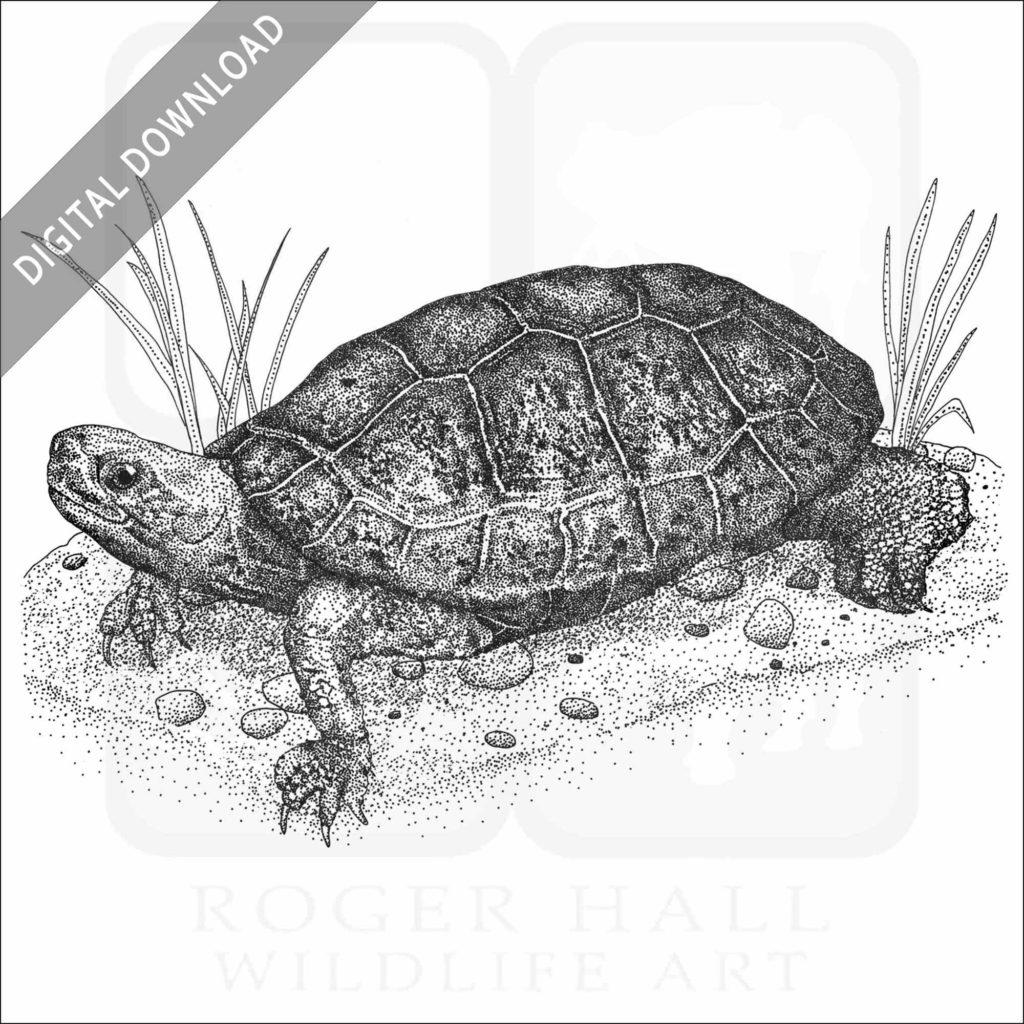 Stock Art Drawing of a Japanese Pond Turtle - inkart