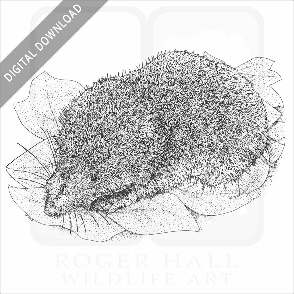 Stock Art Drawing of a Least Shrew – inkart