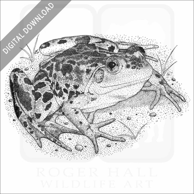 Stock Art Drawing of a Mink Frog – inkart