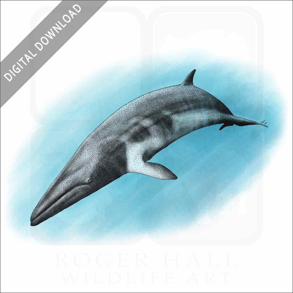 Stock Art Drawing of a Southern Right Whale