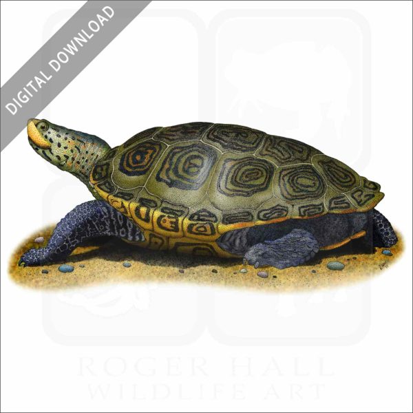Sea Turtles of the World Poster Print