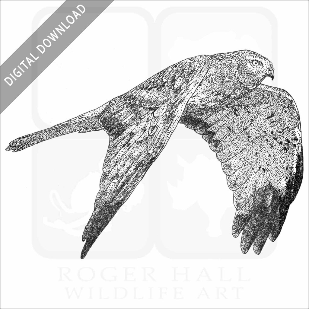 Stock Art Drawing of a Northern Harrier - inkart