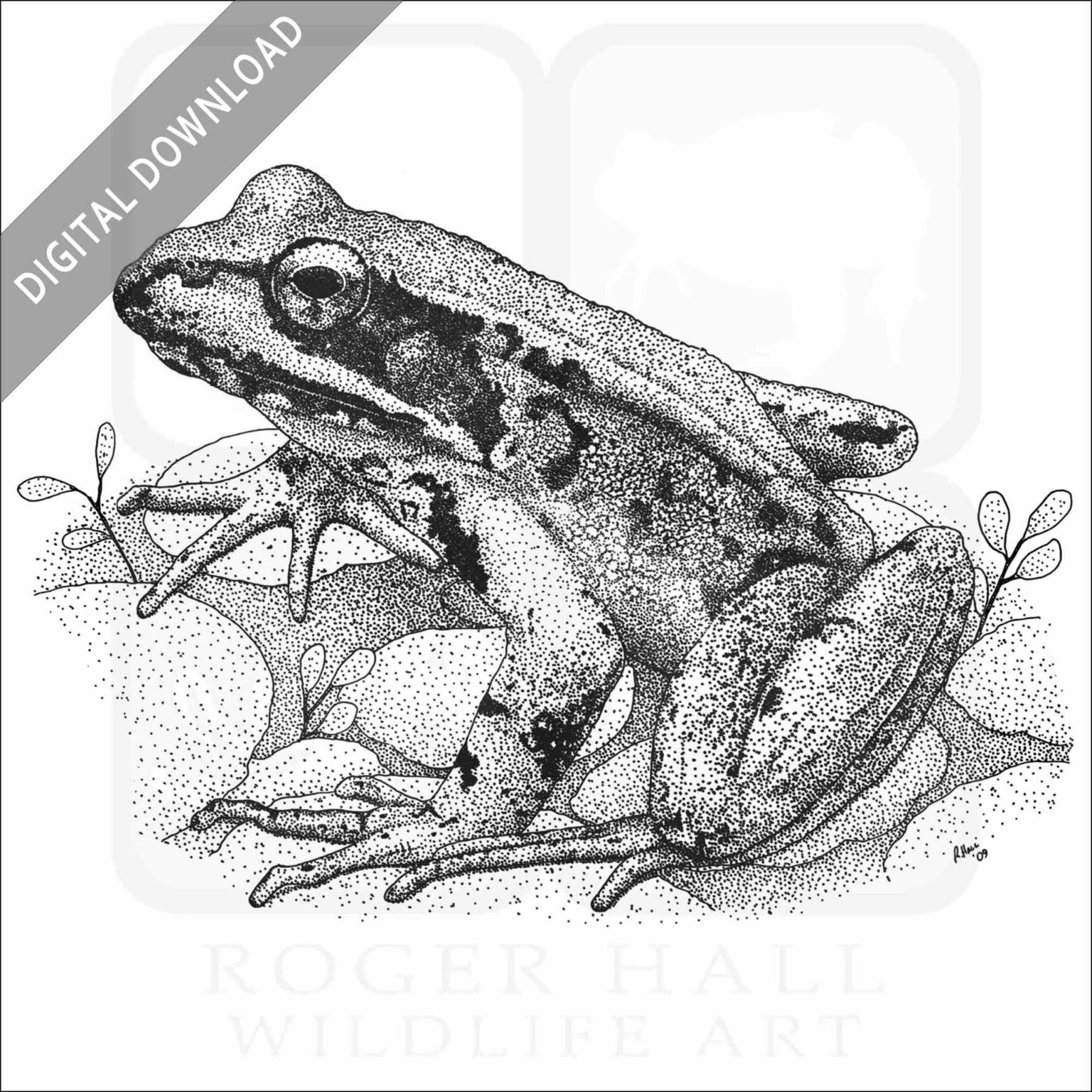 Red-Eyed Tree Frog Poster Print / Infographic