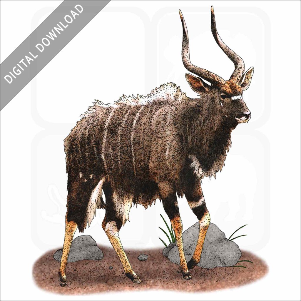 Stock Art Drawing of a Nyala
