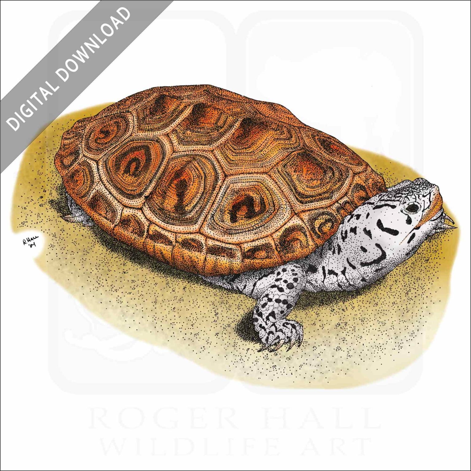 Sea Turtles of the World Poster Print