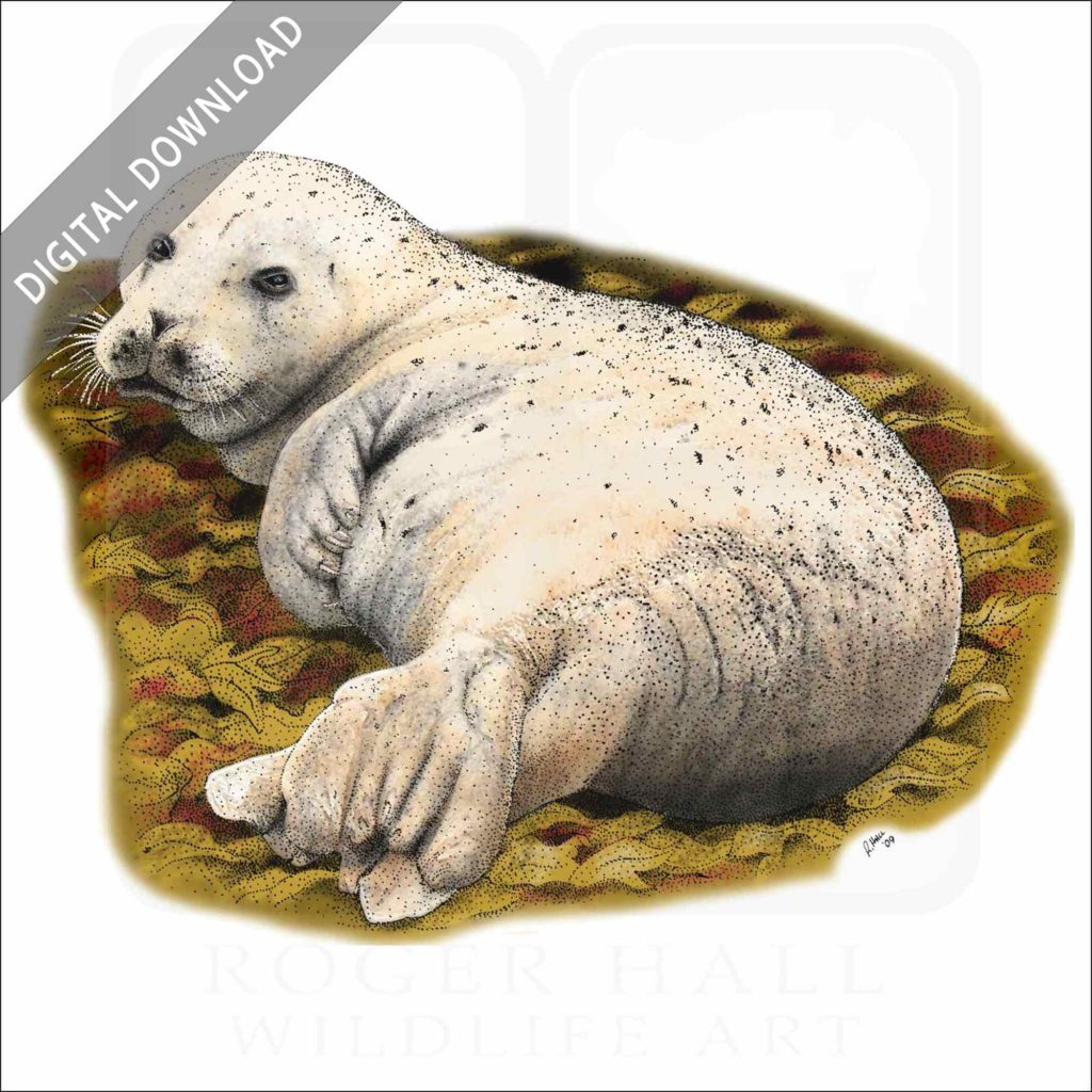 Stock Art Drawing of a Leopard Seal - inkart