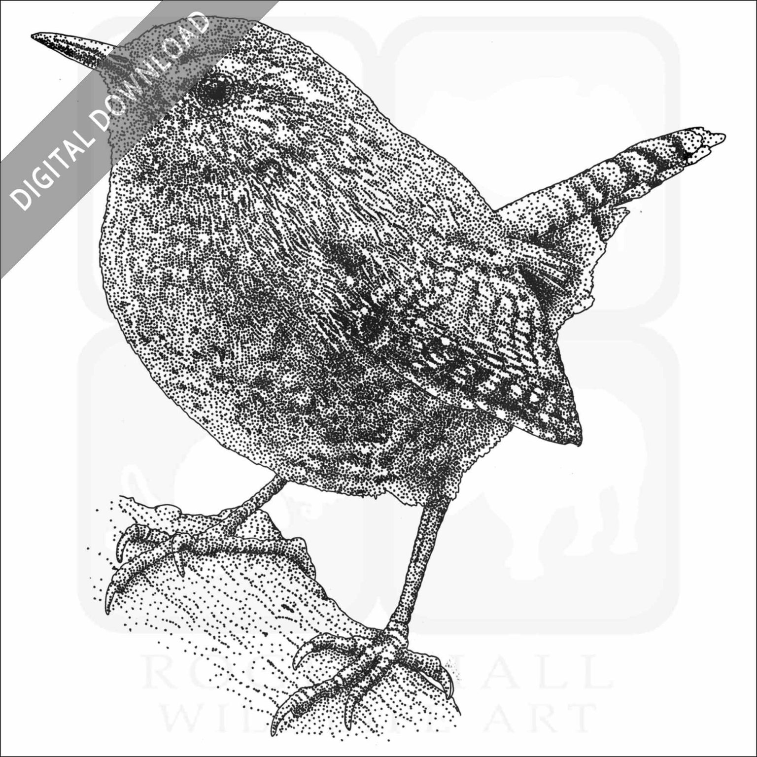 Stock Art Drawing of a Pacific Wren