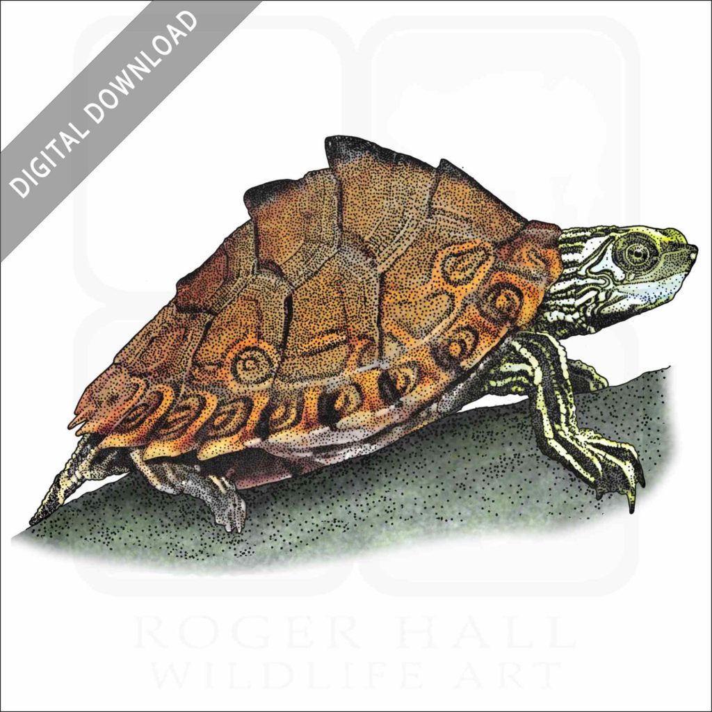Stock Art Drawing of a Pascagoula Map Turtle - inkart