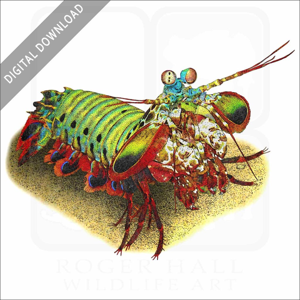 Peacock Mantis Shrimp Poster Print / Infographic
