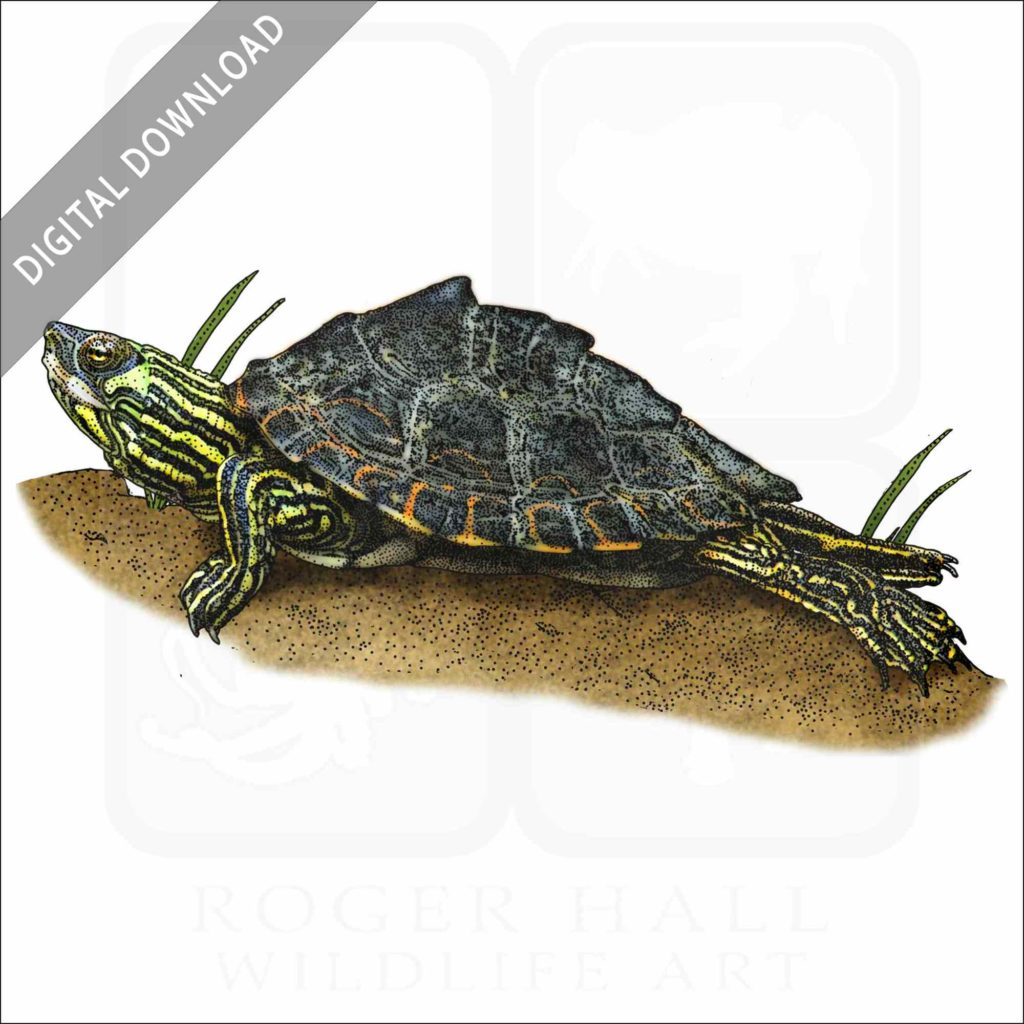 Stock Art Drawing of a Pearl River Map Turtle