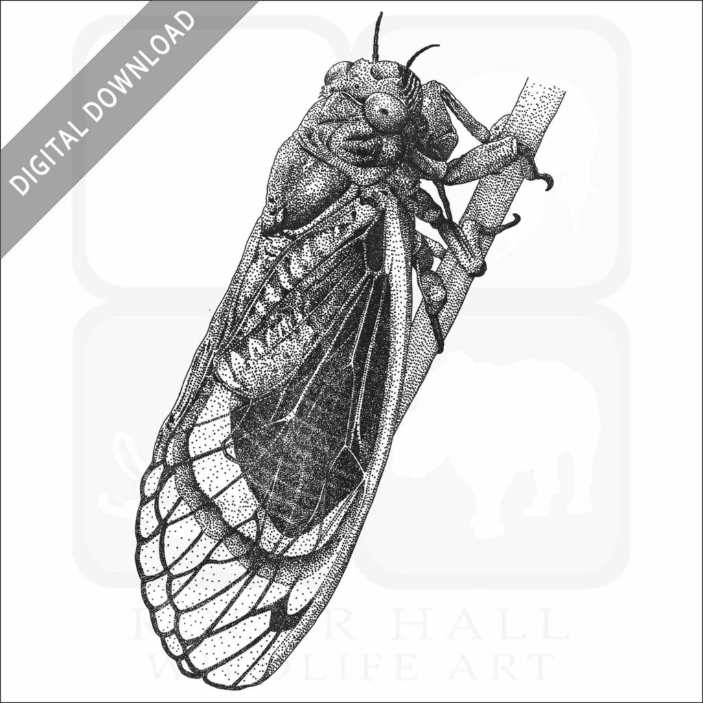 Stock Art Drawing of a Periodical Cicada – inkart