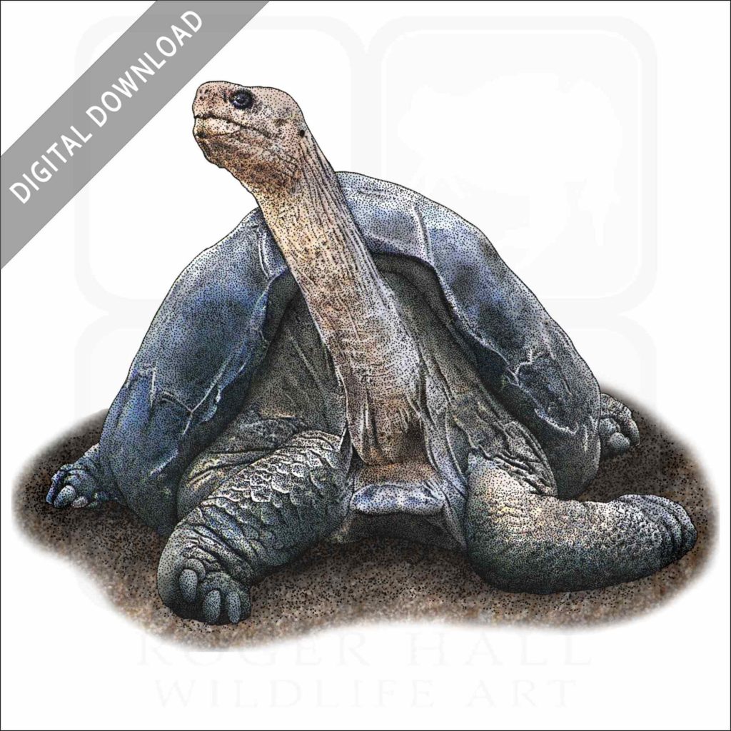 Stock Art Drawing of a Pinta Island Tortoise