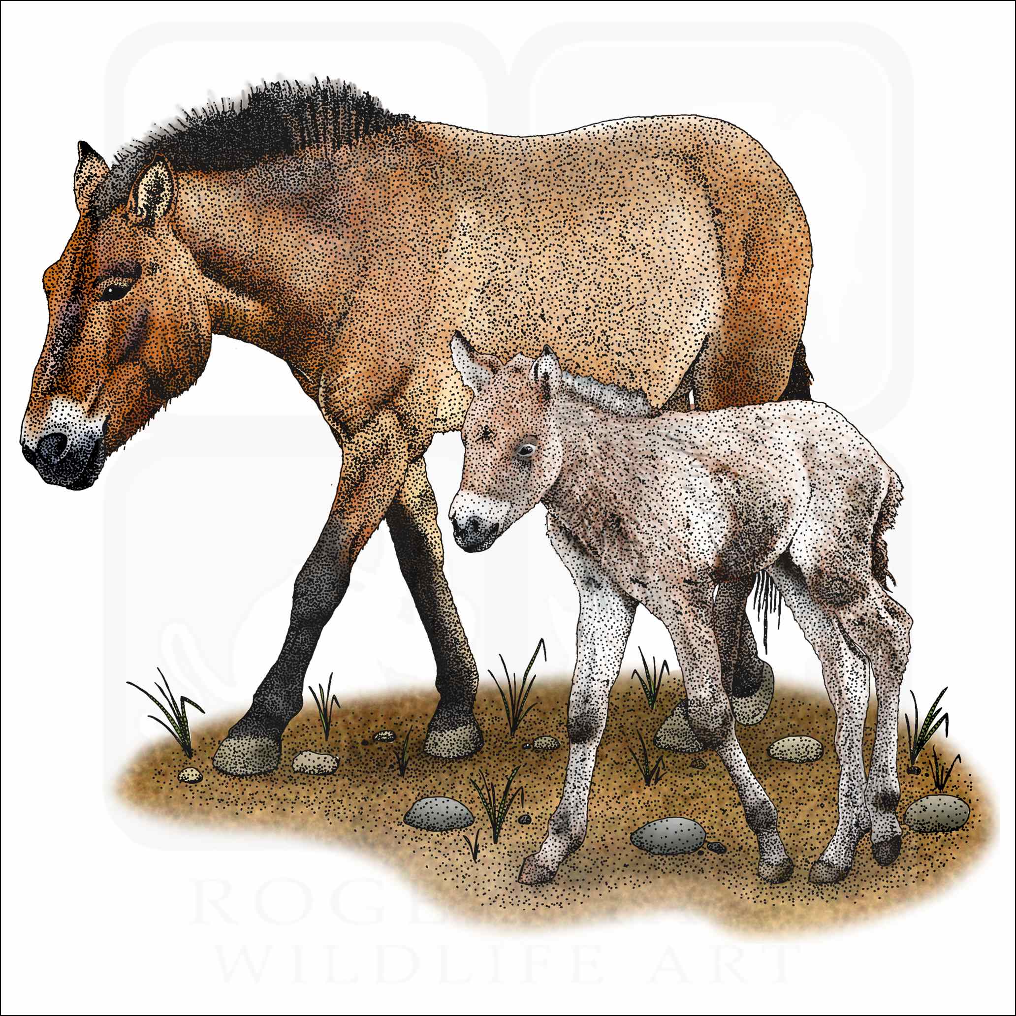 Stock Art Drawing Of A Przewalski S Horse Inkart