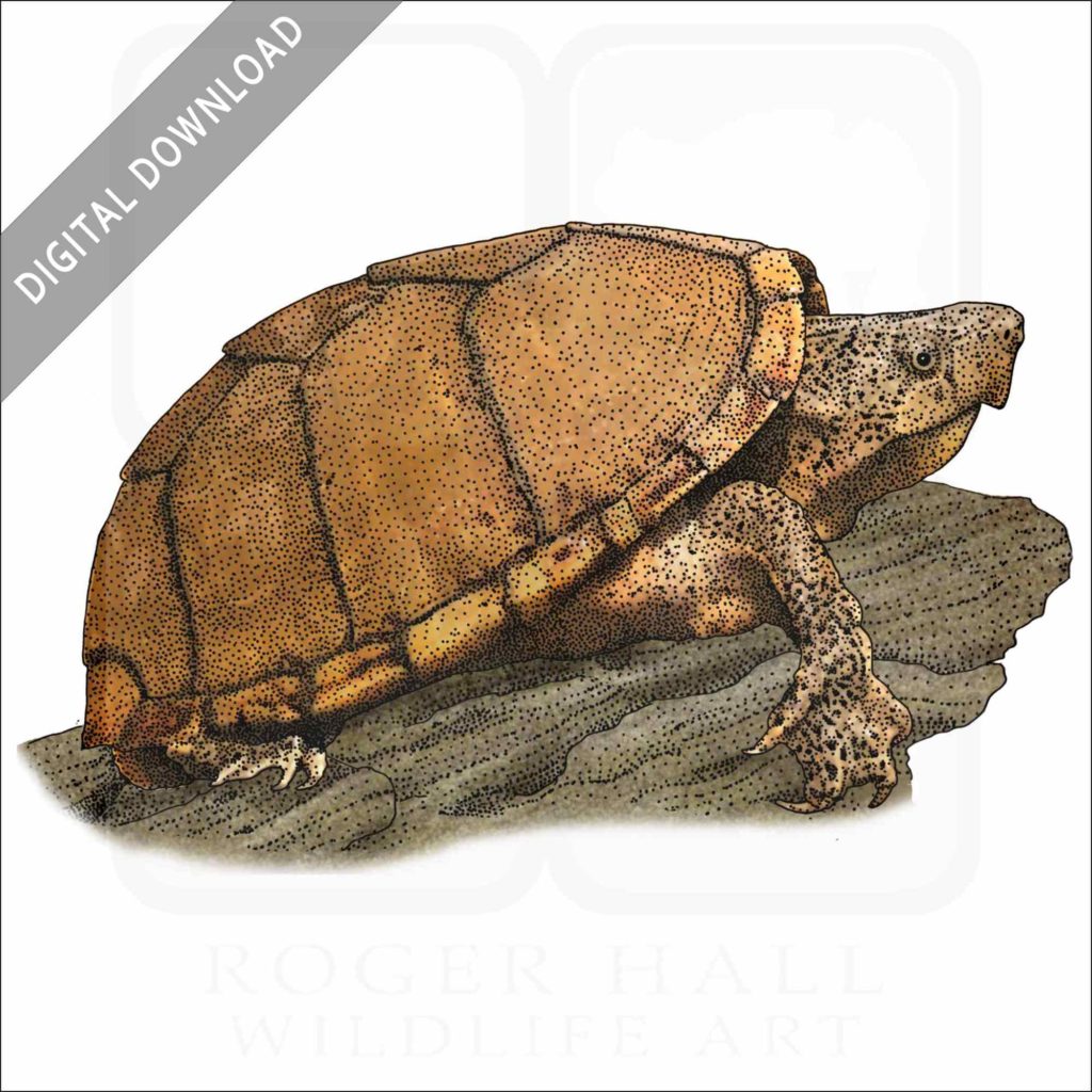 Razor-Backed Musk Turtle - Signed Fine Art Print