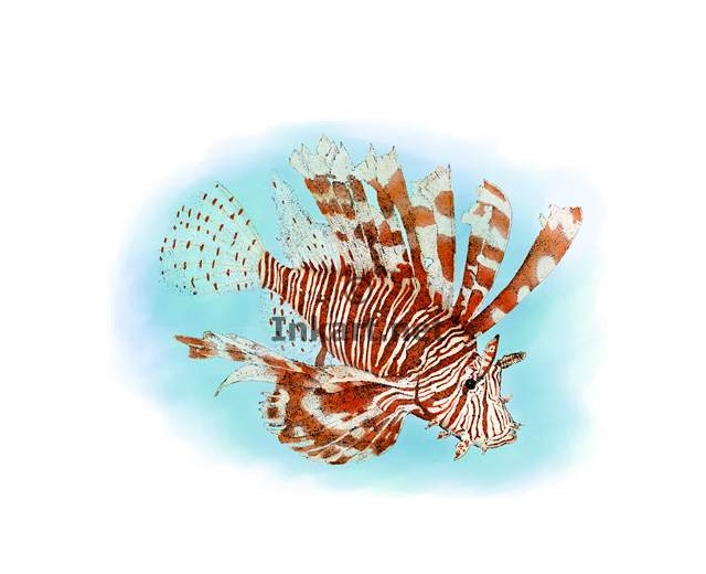 Stock Art Drawing of a Red Lionfish – inkart
