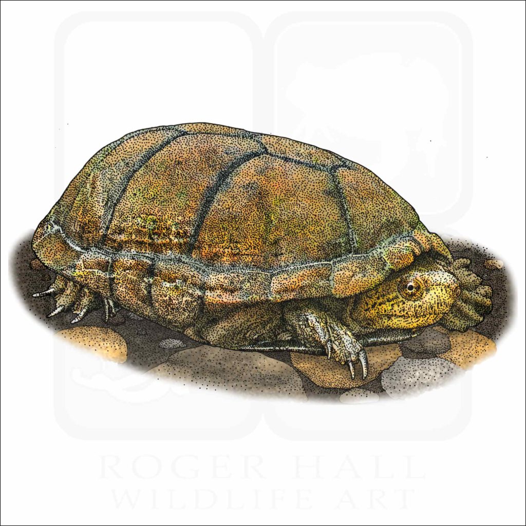 Rough-Footed Mud Turtle - Signed Fine Art Print