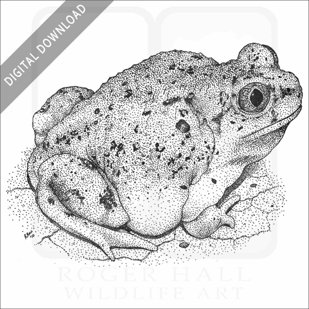 Stock Art Drawing of a Western Spadefoot Toad - inkart