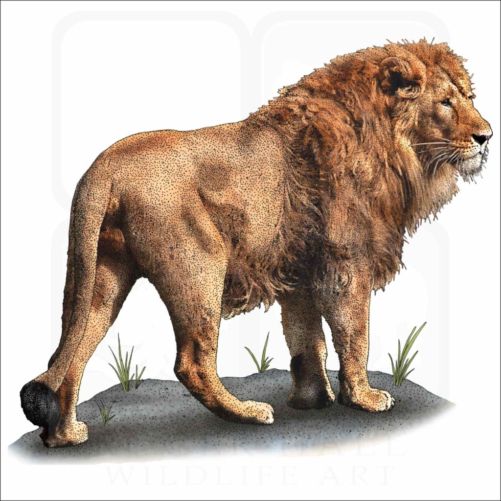 African Lion Poster Print / Infographic