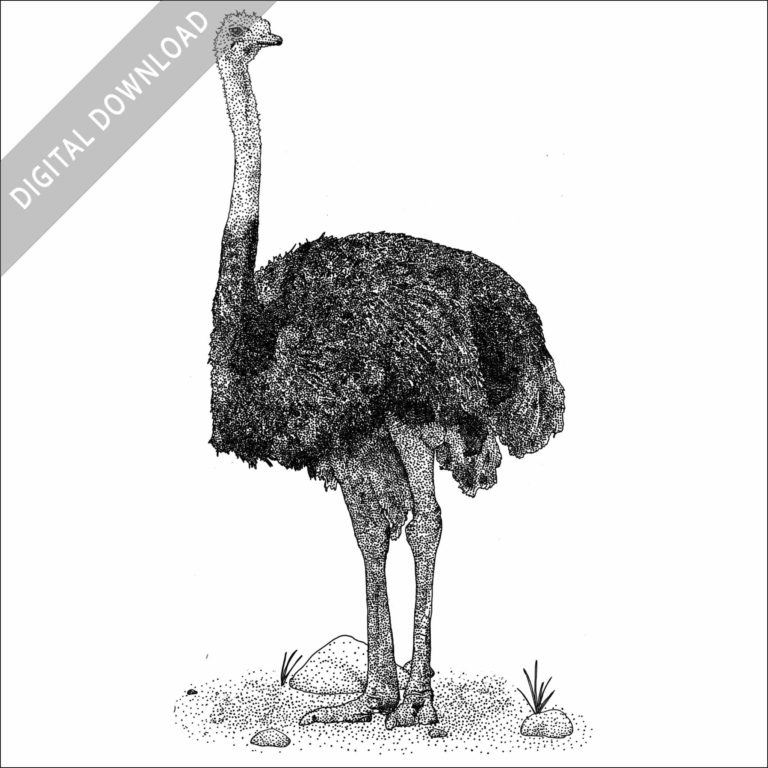 Stock Art Drawing of a Common Ostrich