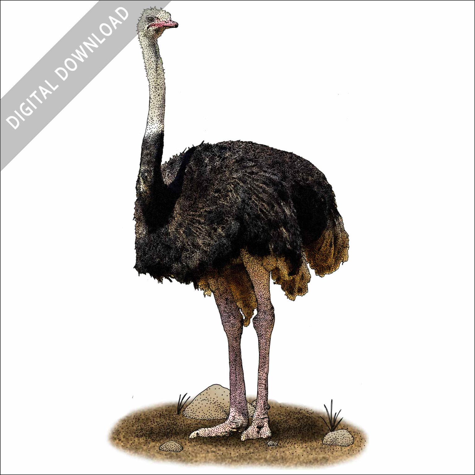 Stock Art Drawing of a Common Ostrich