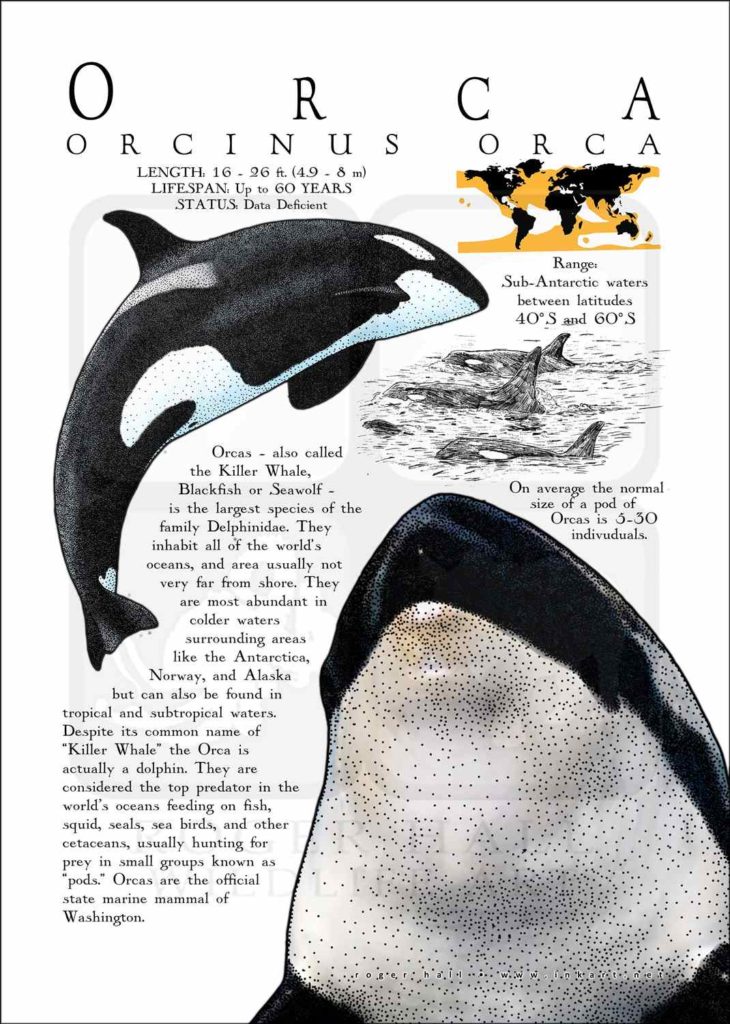 Orca Poster Print / Infographic