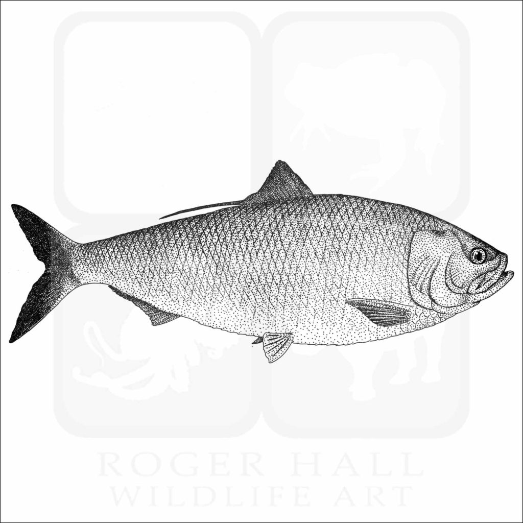 American Shad - Signed Fine Art Print – inkart