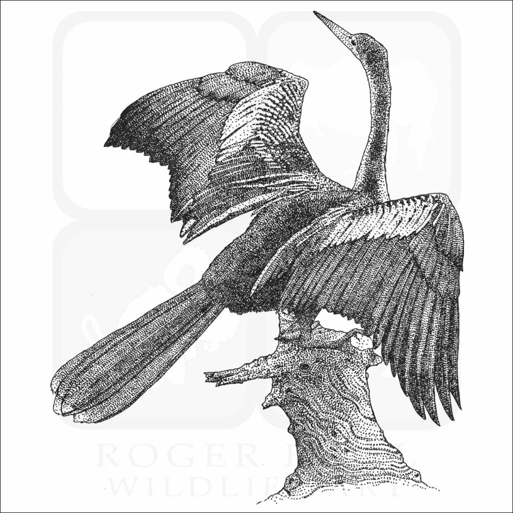 Anhinga - Signed Fine Art Print – inkart