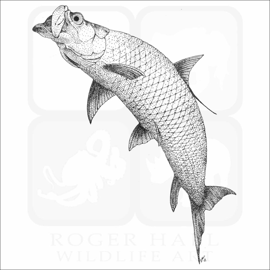 Atlantic Tarpon - Signed Fine Art Print - inkart