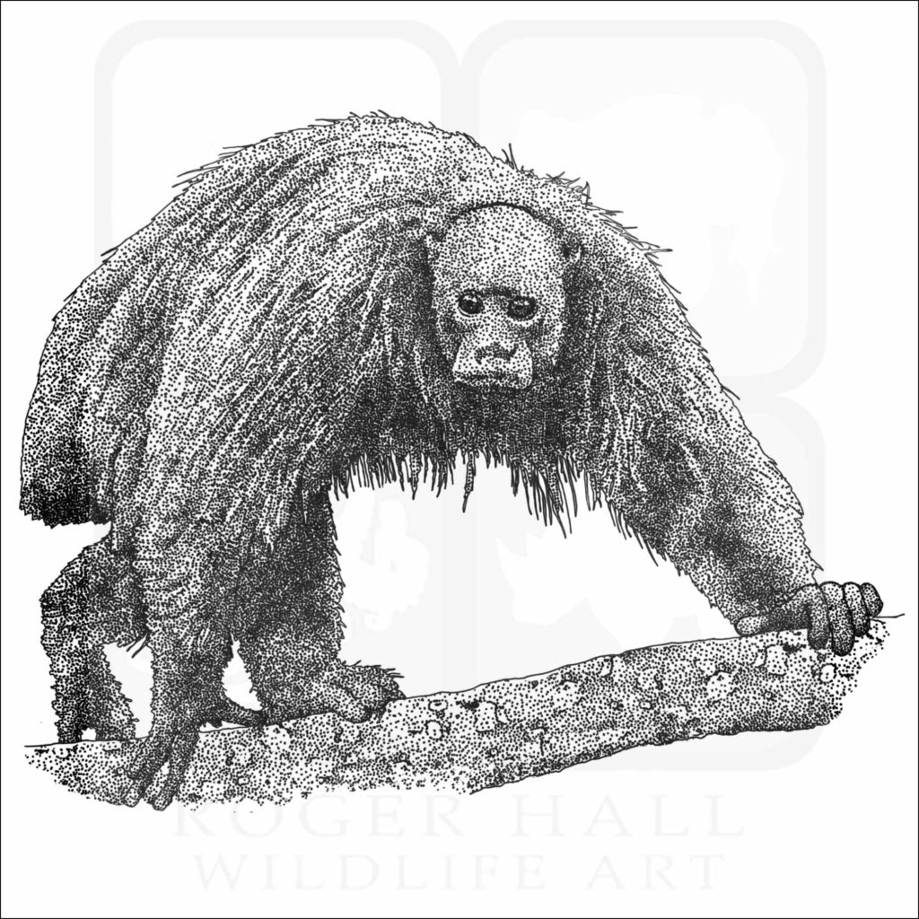 Bald Uakari - Signed Fine Art Print - inkart