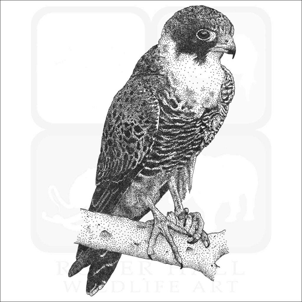 Bat Falcon - Signed Fine Art Print - inkart