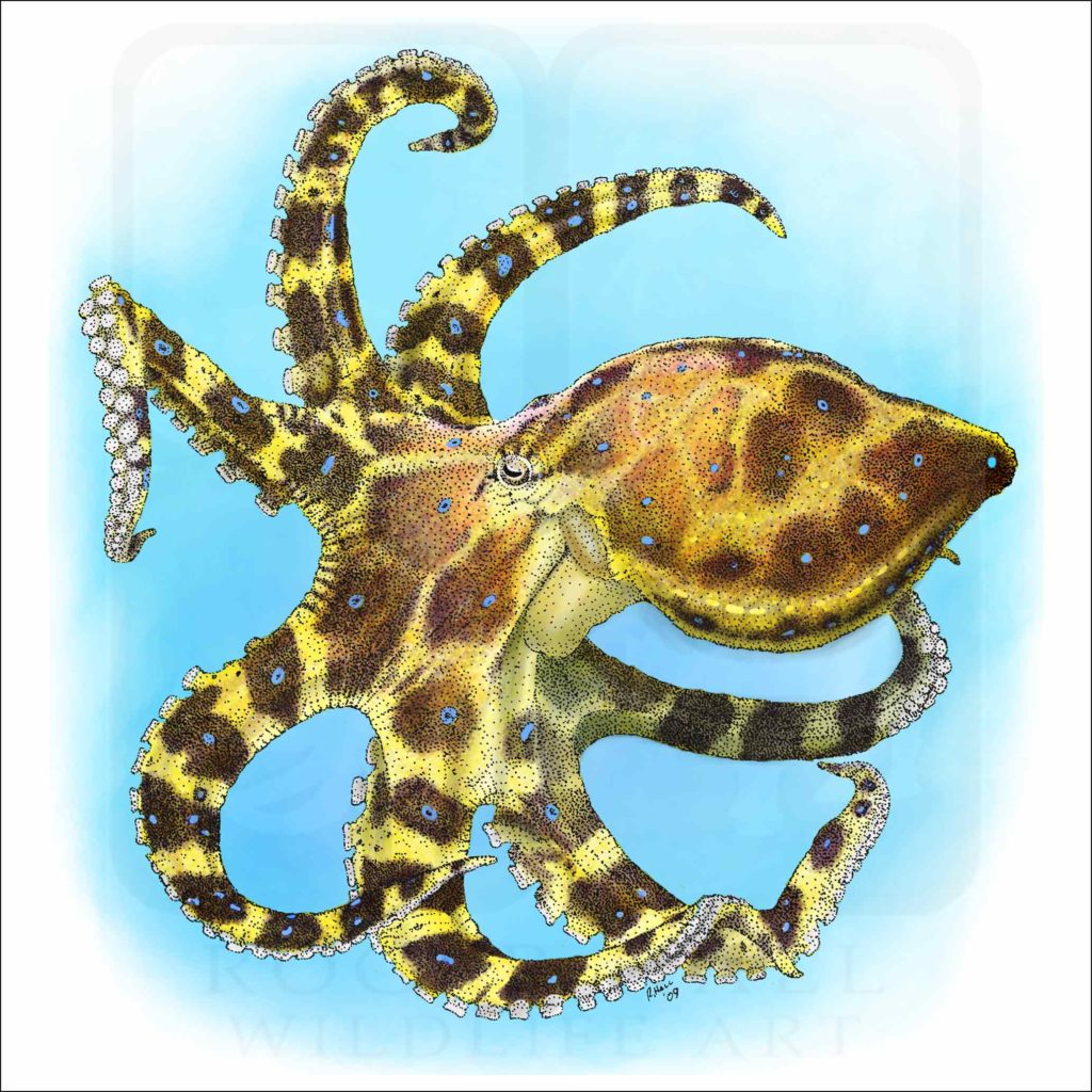 Blue-Ringed Octopus Poster Print / Infographic