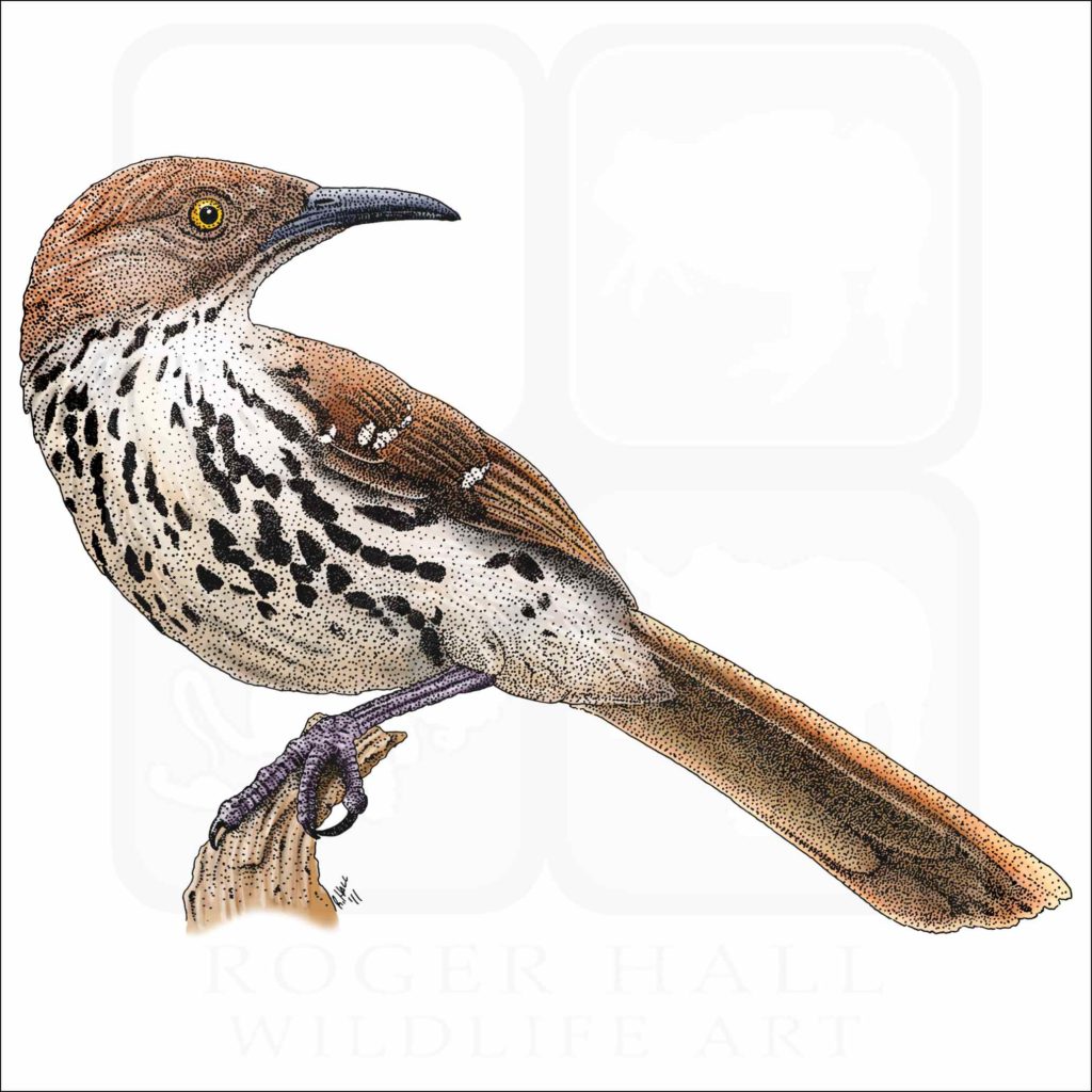 Brown Thrasher - Signed Fine Art Print – inkart