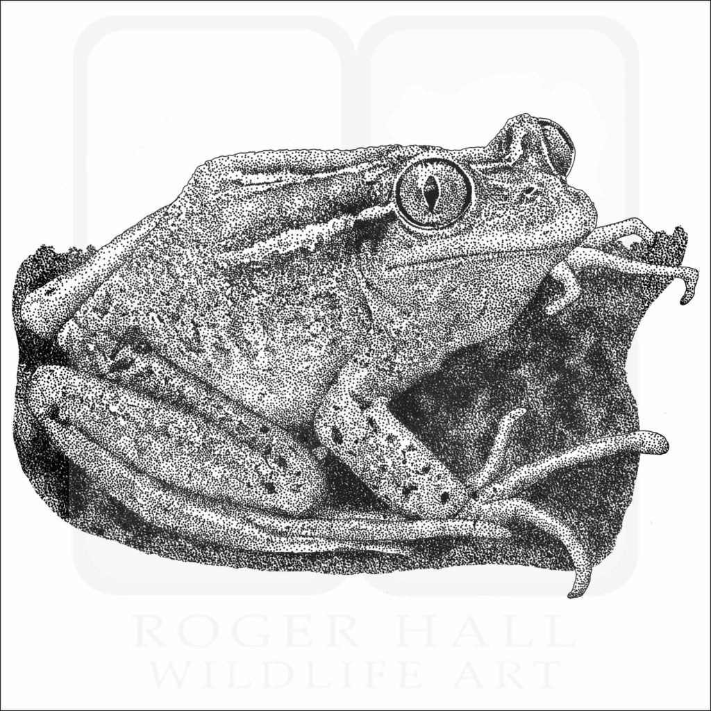 Chilean Tree Frog - Signed Fine Art Print – inkart