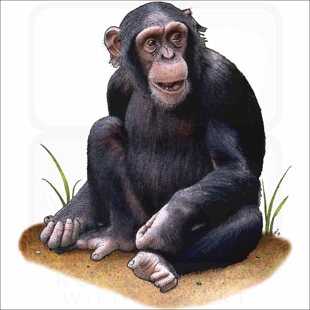 Chimpanzee - Signed Fine Art Print – inkart