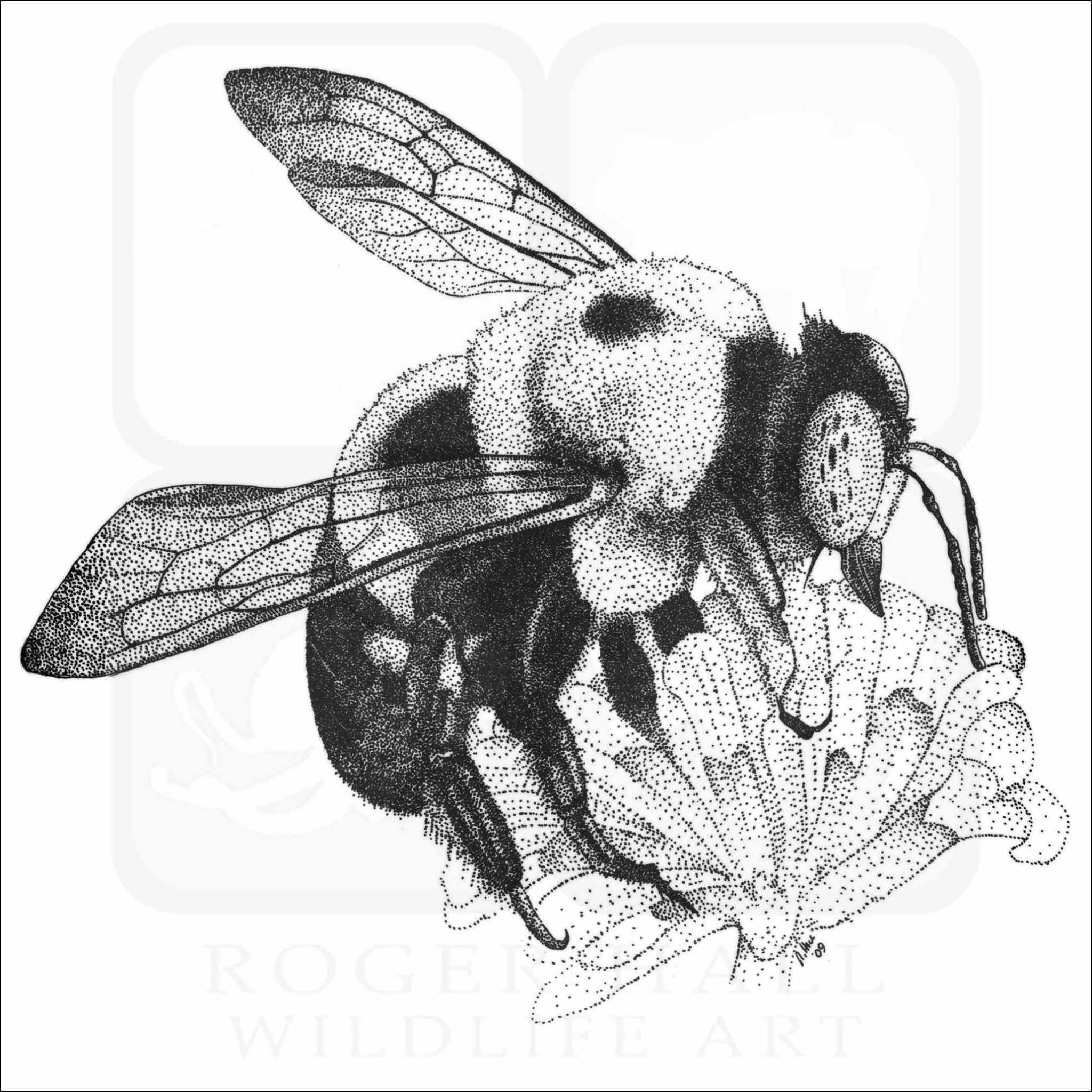 Common Eastern Bumble Bee - Signed Fine Art Print - inkart