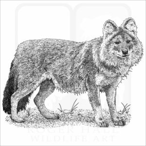 Dhole or Asiatic Wild Dog - Signed Fine Art Print - inkart