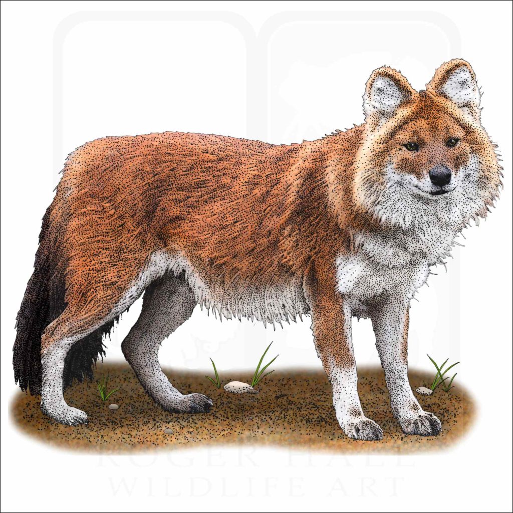 Dhole or Asiatic Wild Dog - Signed Fine Art Print - inkart