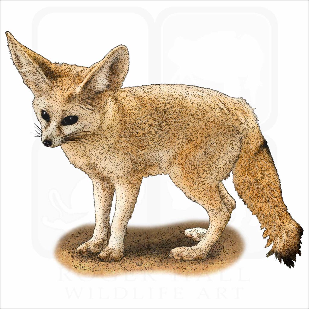 Fennec Fox - Signed Fine Art Print - inkart