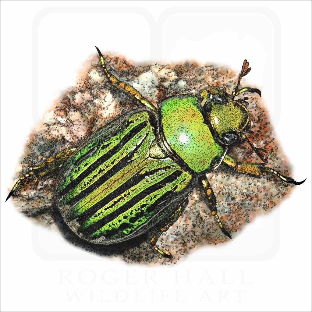 Glorious Beetle - Signed Fine Art Print – inkart