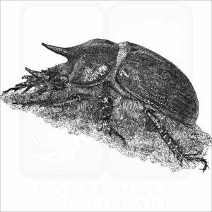 Gopher Beetle - Signed Fine Art Print – inkart