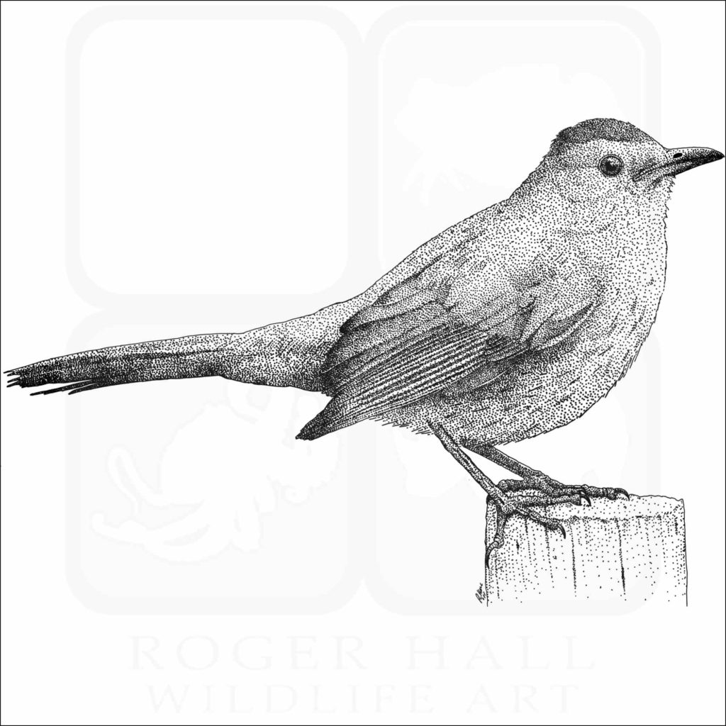 Gray Catbird - Signed Fine Art Print