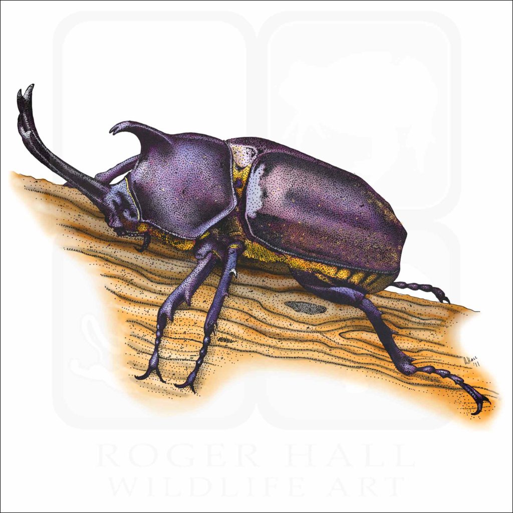 Gopher Beetle - Signed Fine Art Print - inkart