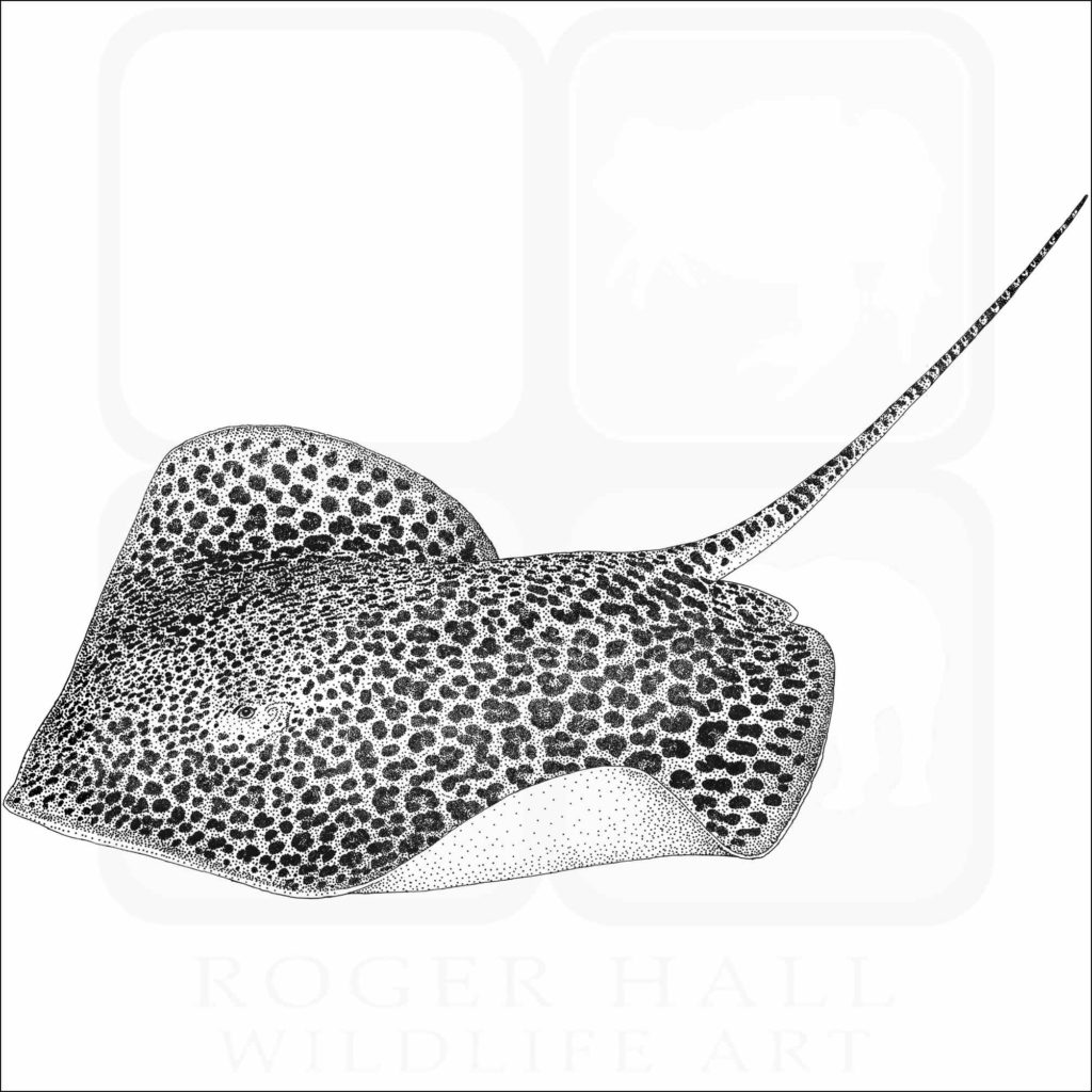 Leopard Whipray - Signed Fine Art Print – inkart
