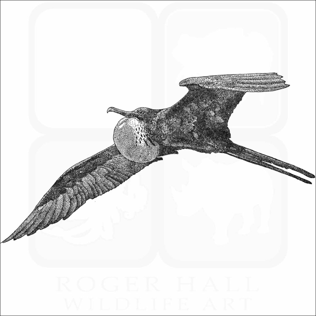 Magnificent Frigatebird - Signed Fine Art Print – inkart
