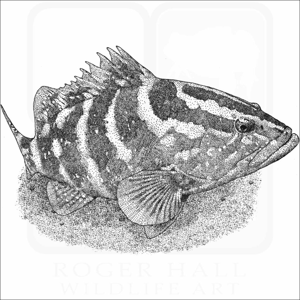 Nassau Grouper - Signed Fine Art Print – inkart
