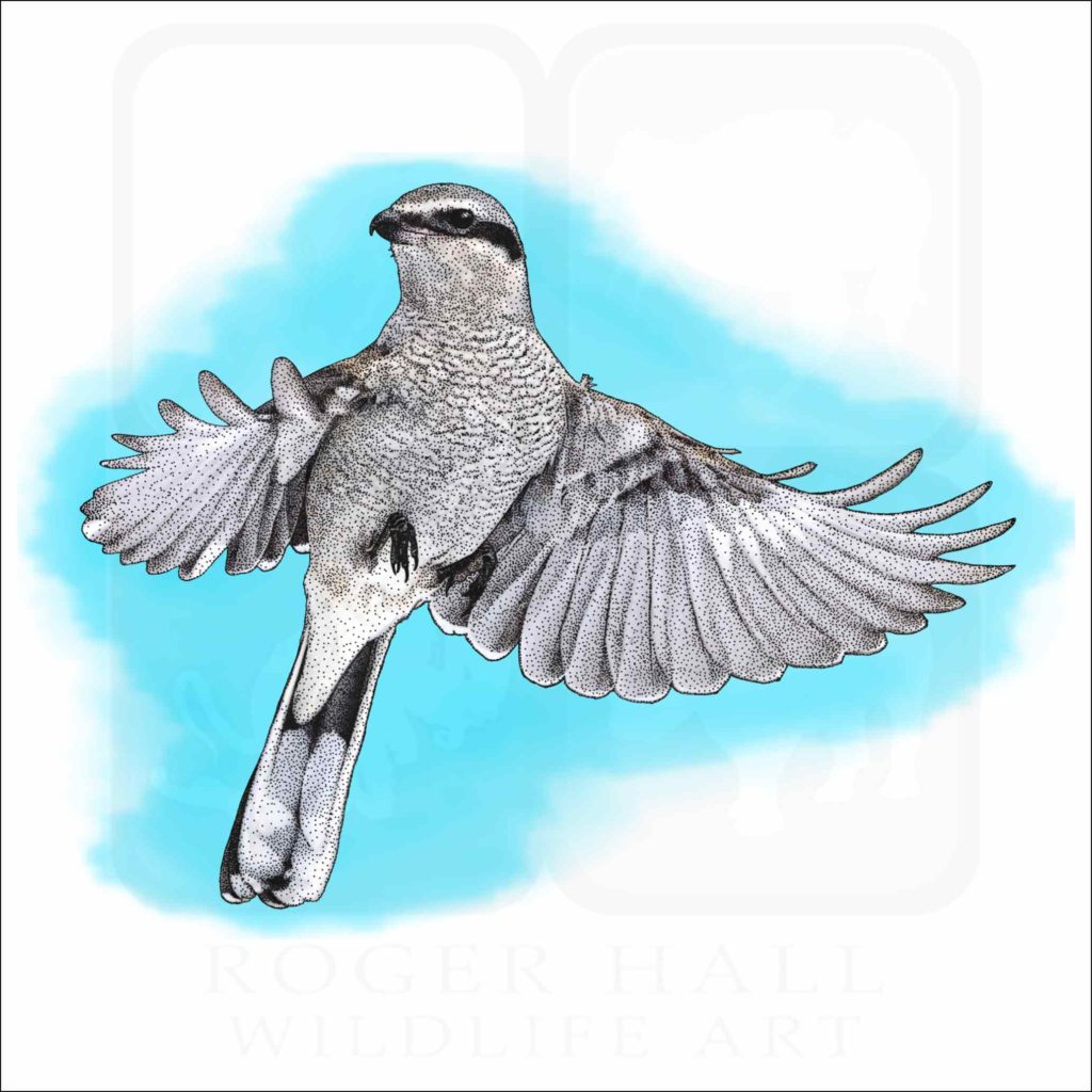 Great Grey Shrike - Signed Fine Art Print – inkart