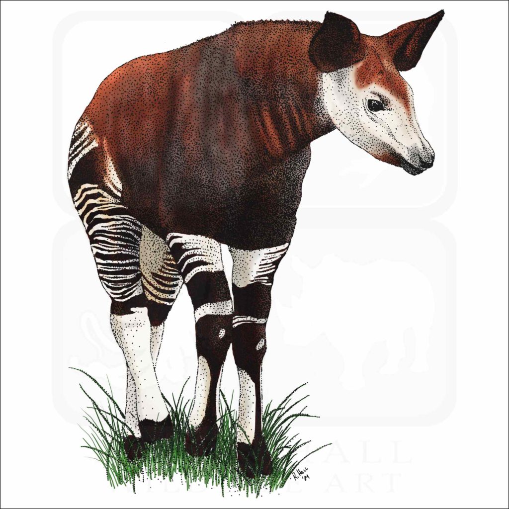 Okapi - Signed Fine Art Print – inkart