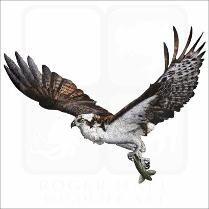 Osprey Poster Print - Wildlife Illustration