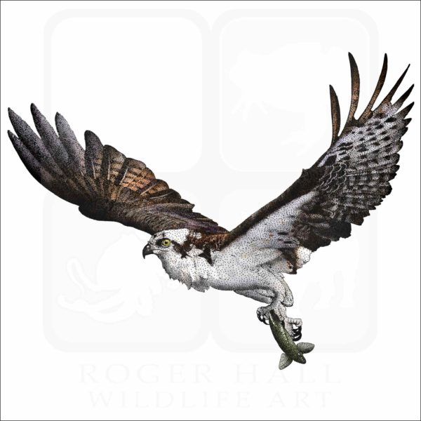 Osprey Poster Print - Wildlife Illustration